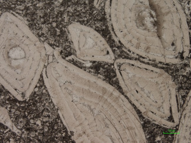 What are forams and why are they useful? – GoldGeo