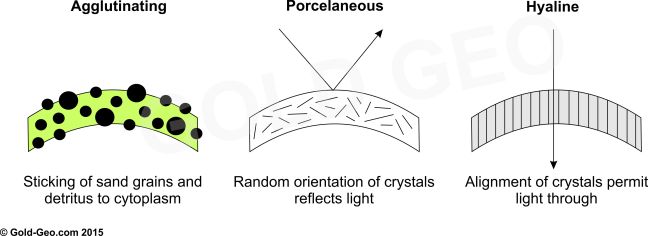What are forams and why are they useful? – GoldGeo