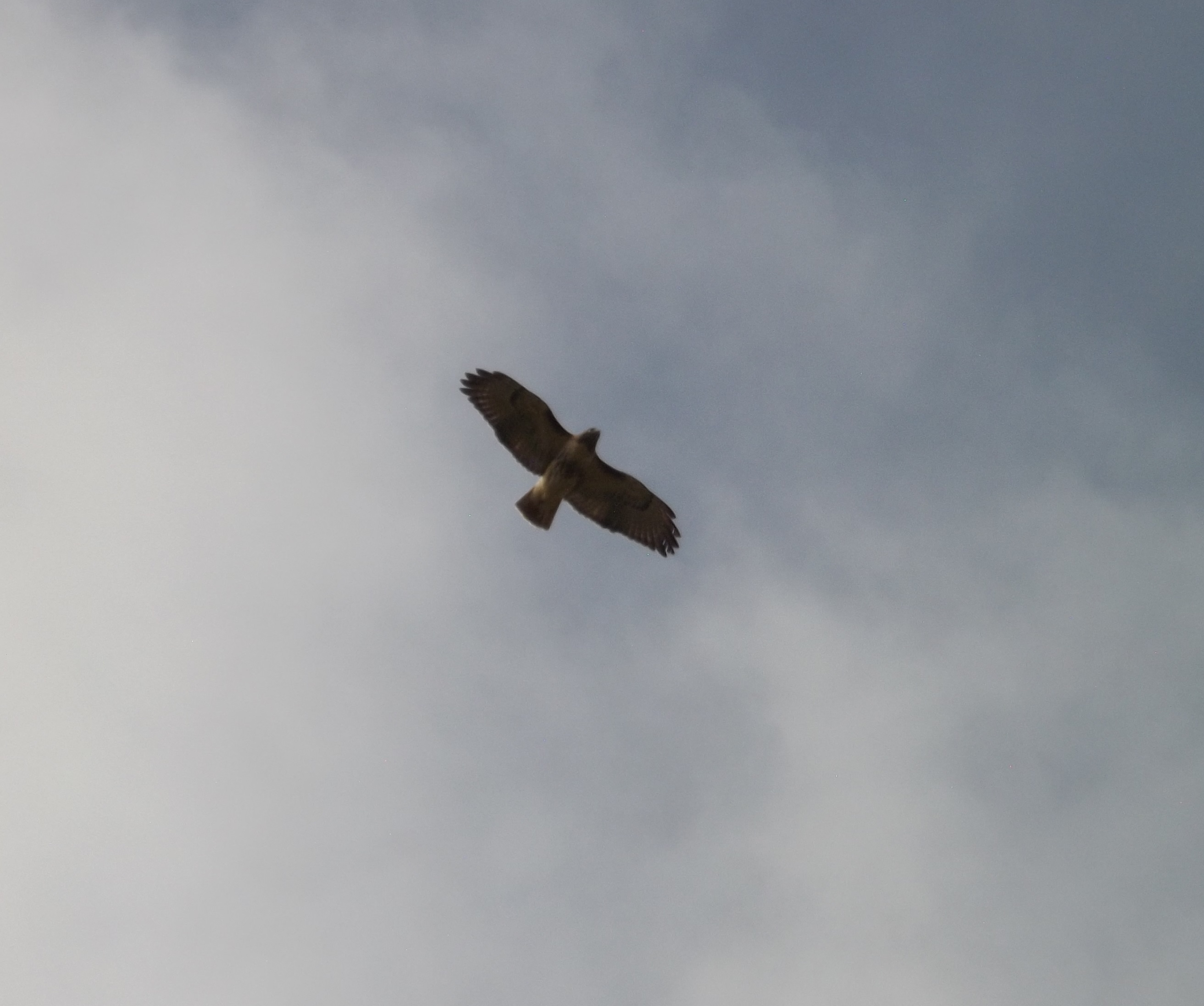 Birds of Jamaica – GoldGeo