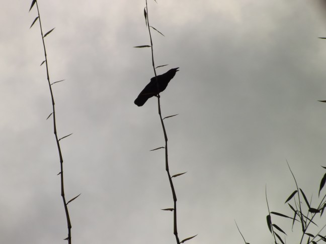 Birds of Jamaica – GoldGeo