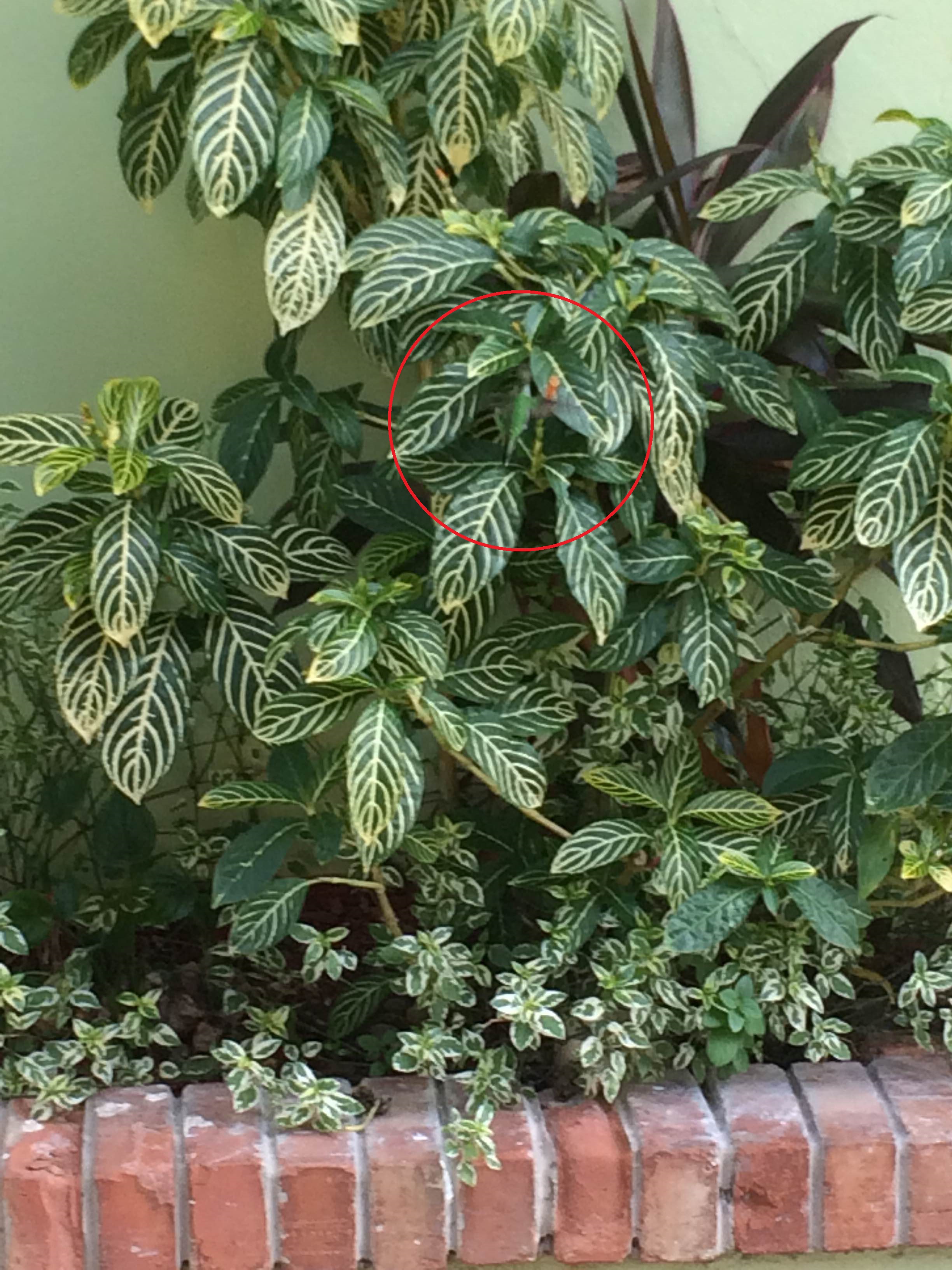 Birds of Jamaica – GoldGeo